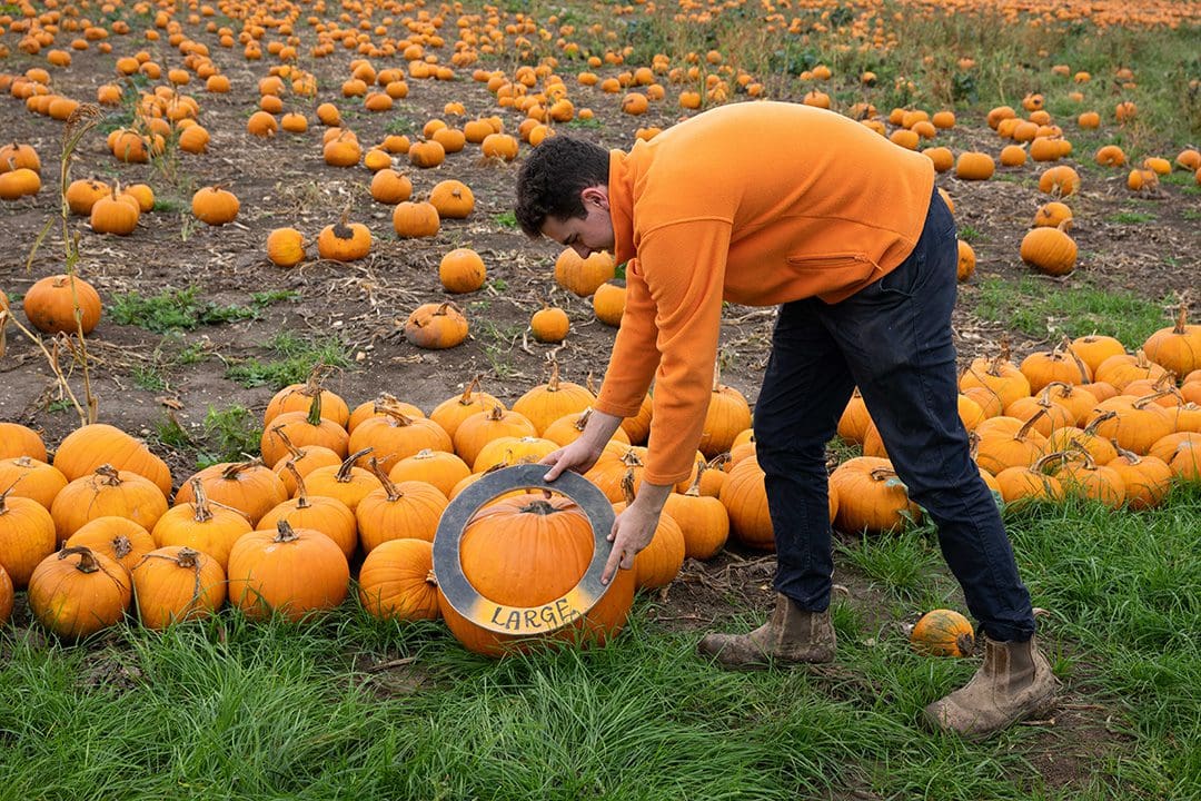 Scarily big pumpkins sees packaging demand soar | Print Monthly